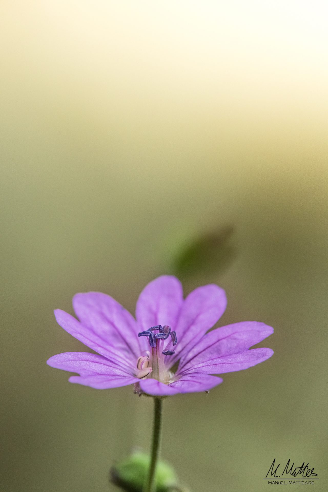 - MMattes - Fotografie & Blog