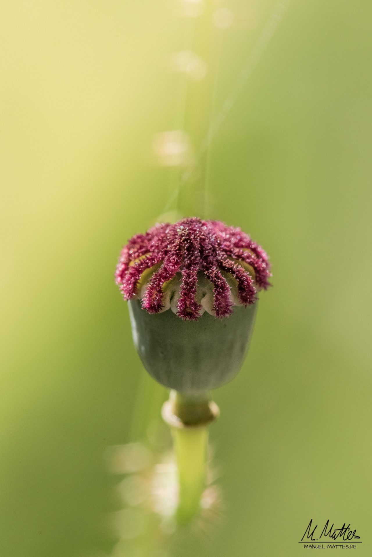 - MMattes - Fotografie & Blog