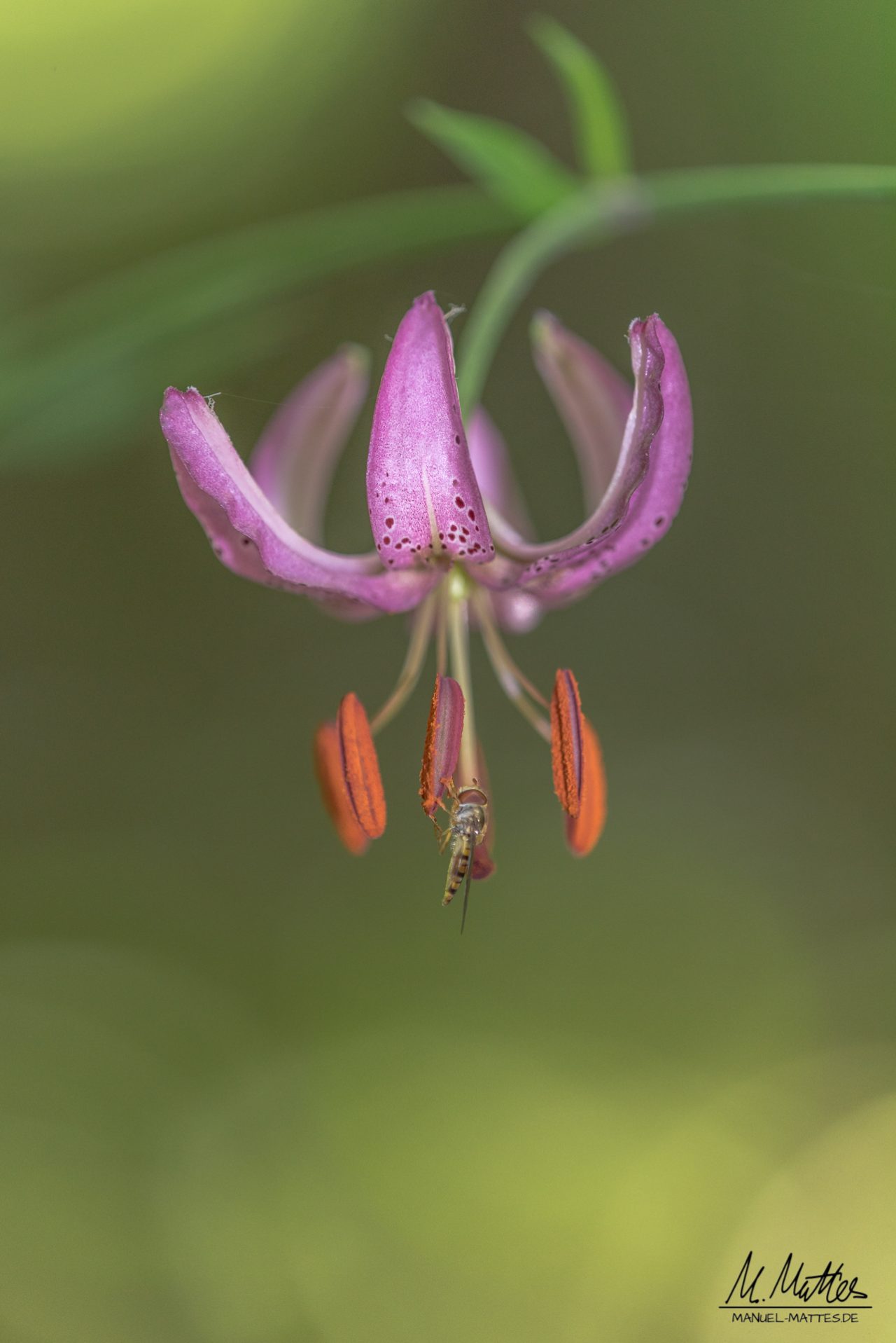 - MMattes - Fotografie & Blog